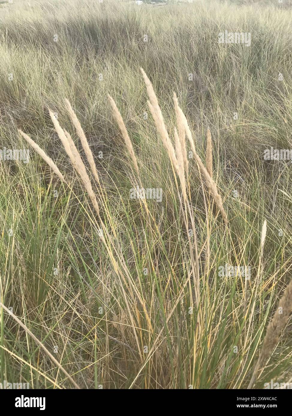 European marram grass (Calamagrostis arenaria) Plantae Stock Photo - Alamy