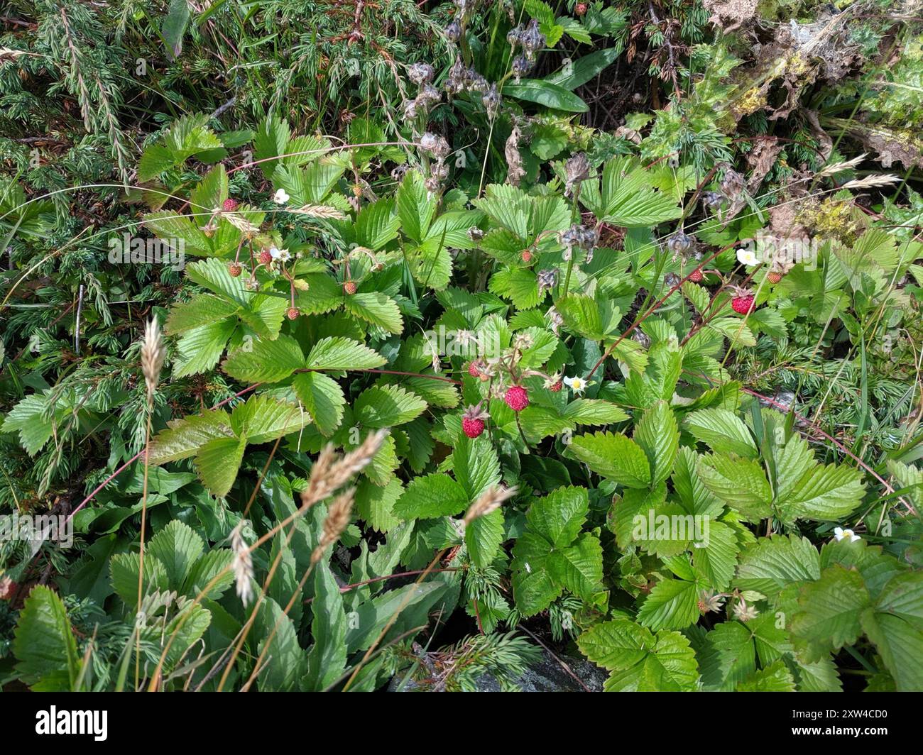 woodland strawberry (Fragaria vesca) Plantae Stock Photo - Alamy
