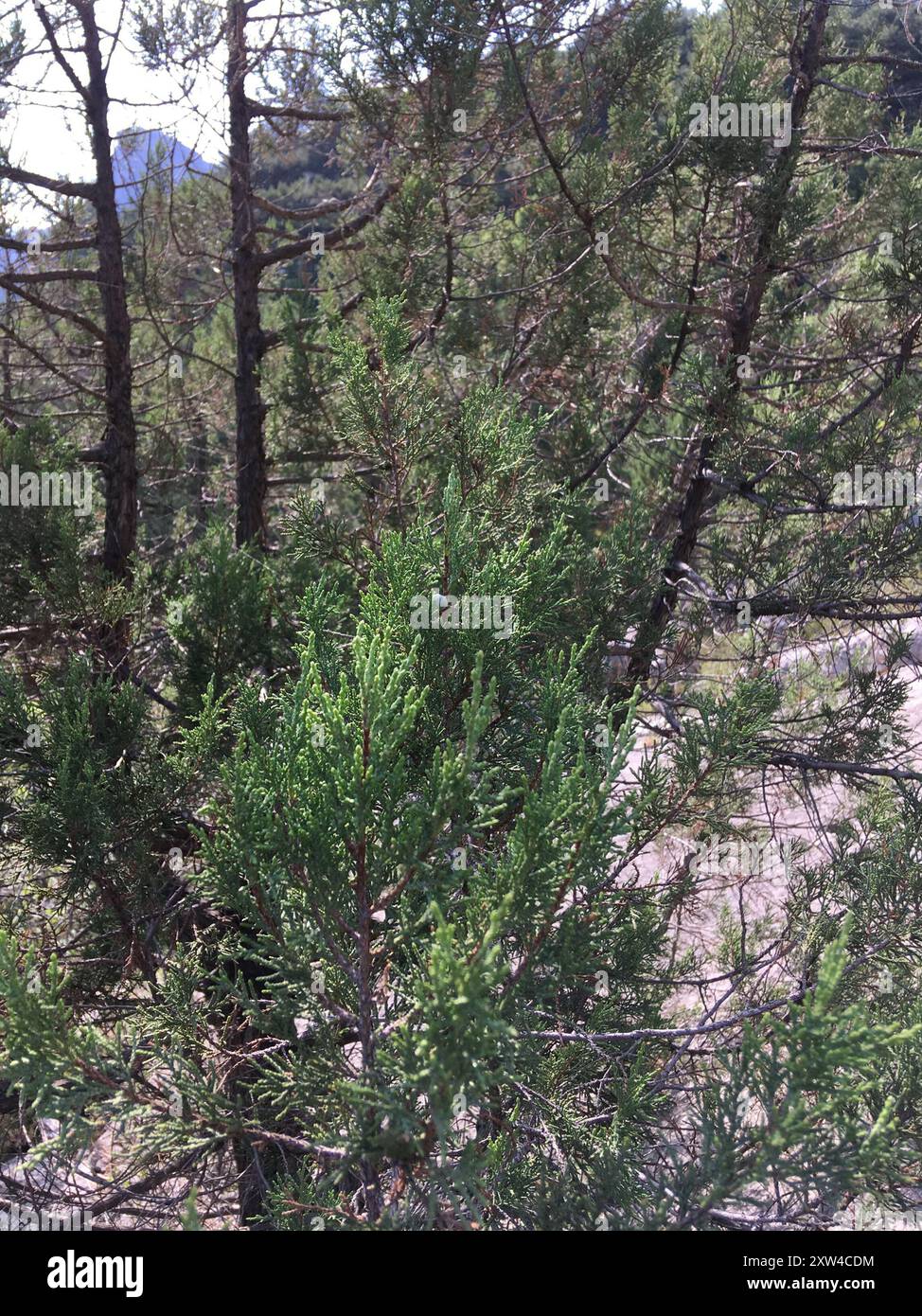 Greek juniper (Juniperus excelsa) Plantae Stock Photo - Alamy