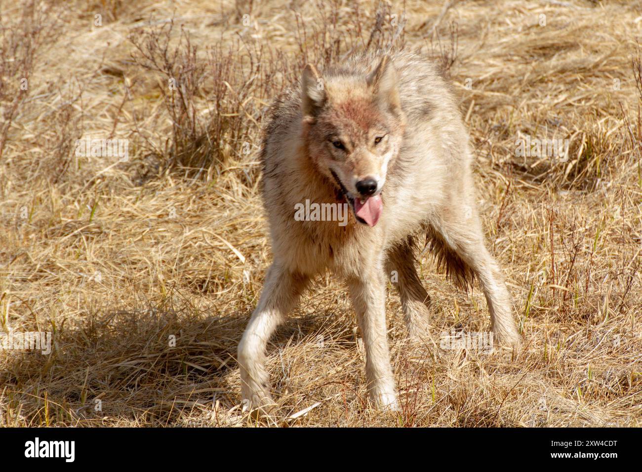 Gray Wolf (Canis lupus) Mammalia Stock Photo - Alamy