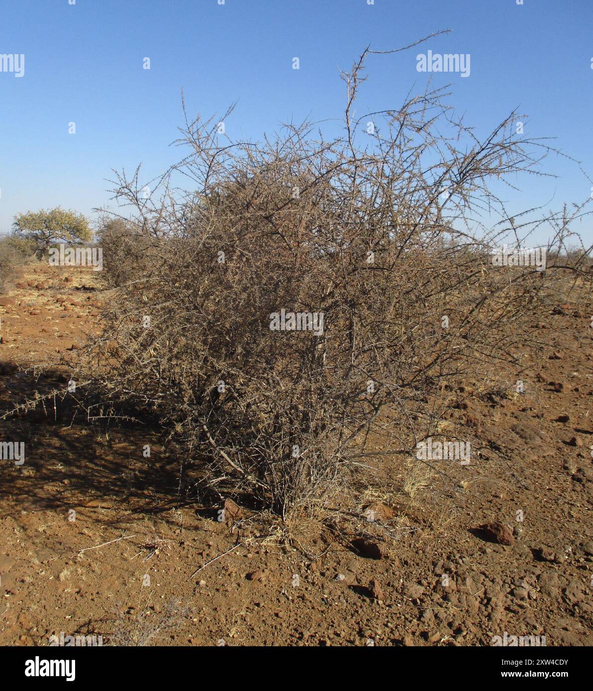 Kalahari Gold (Rhigozum brevispinosum) Plantae Stock Photo - Alamy