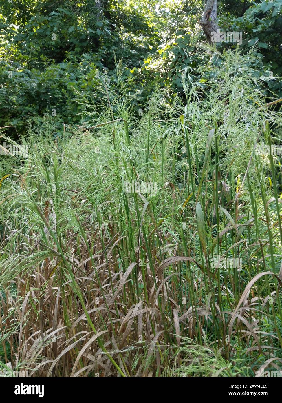 giant wild rye (Leymus condensatus) Plantae Stock Photo - Alamy
