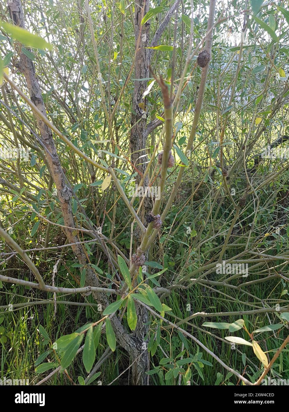 Agrobacterium radiobacter hi-res stock photography and images - Alamy