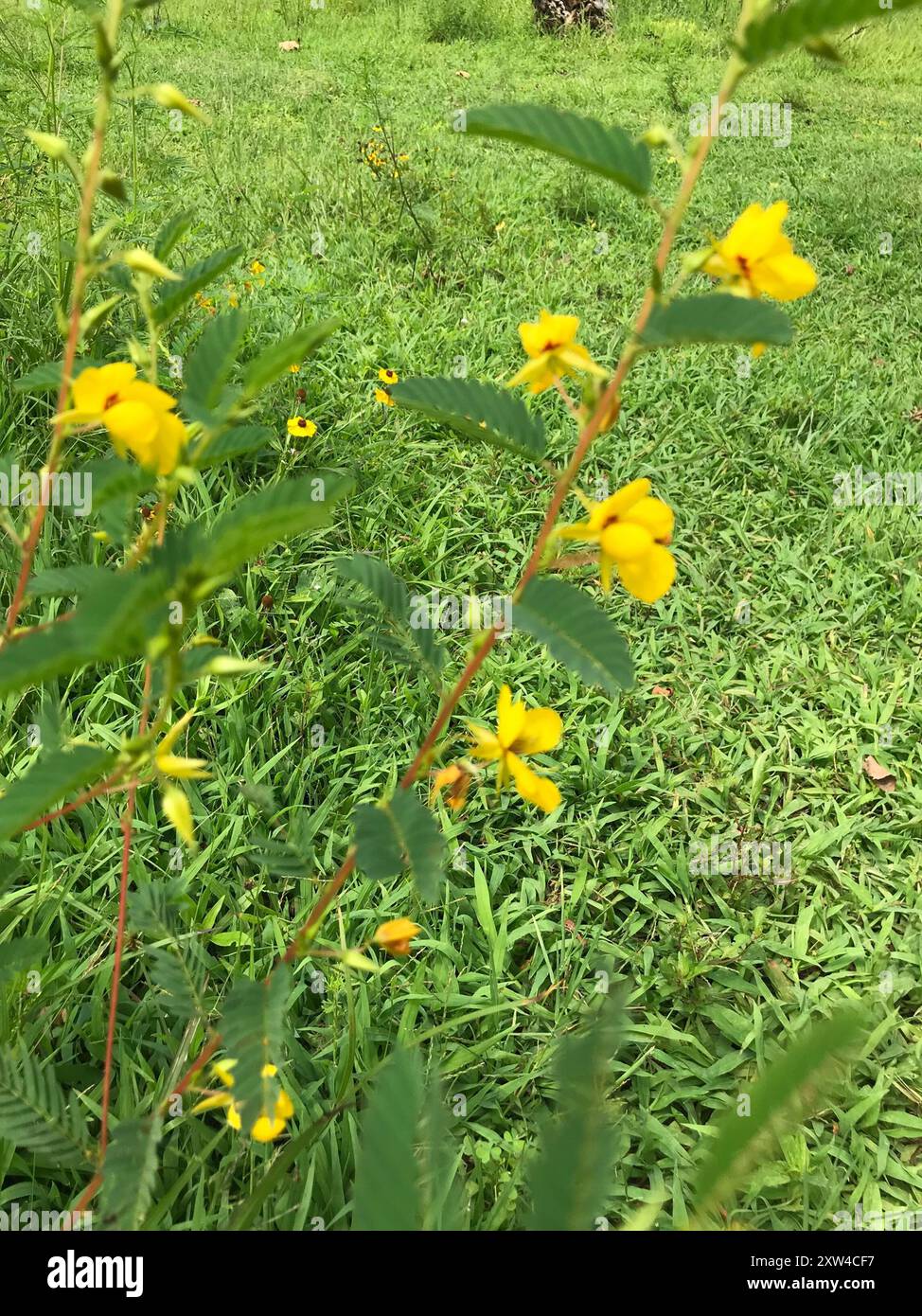 partridge pea (Chamaecrista fasciculata) Plantae Stock Photo - Alamy
