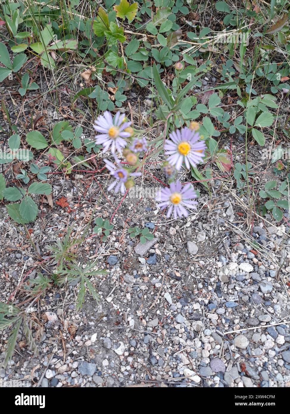 Subalpine Fleabane (Erigeron glacialis) Plantae Stock Photo - Alamy