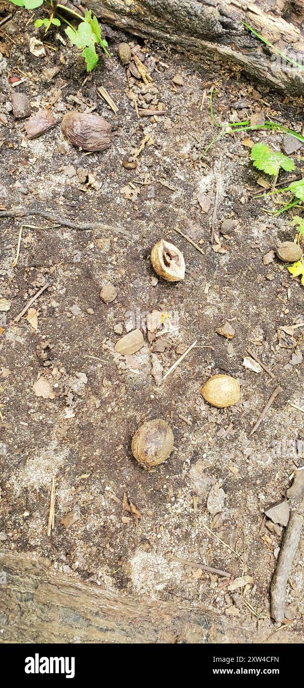 walnut family (Juglandaceae) Plantae Stock Photo - Alamy