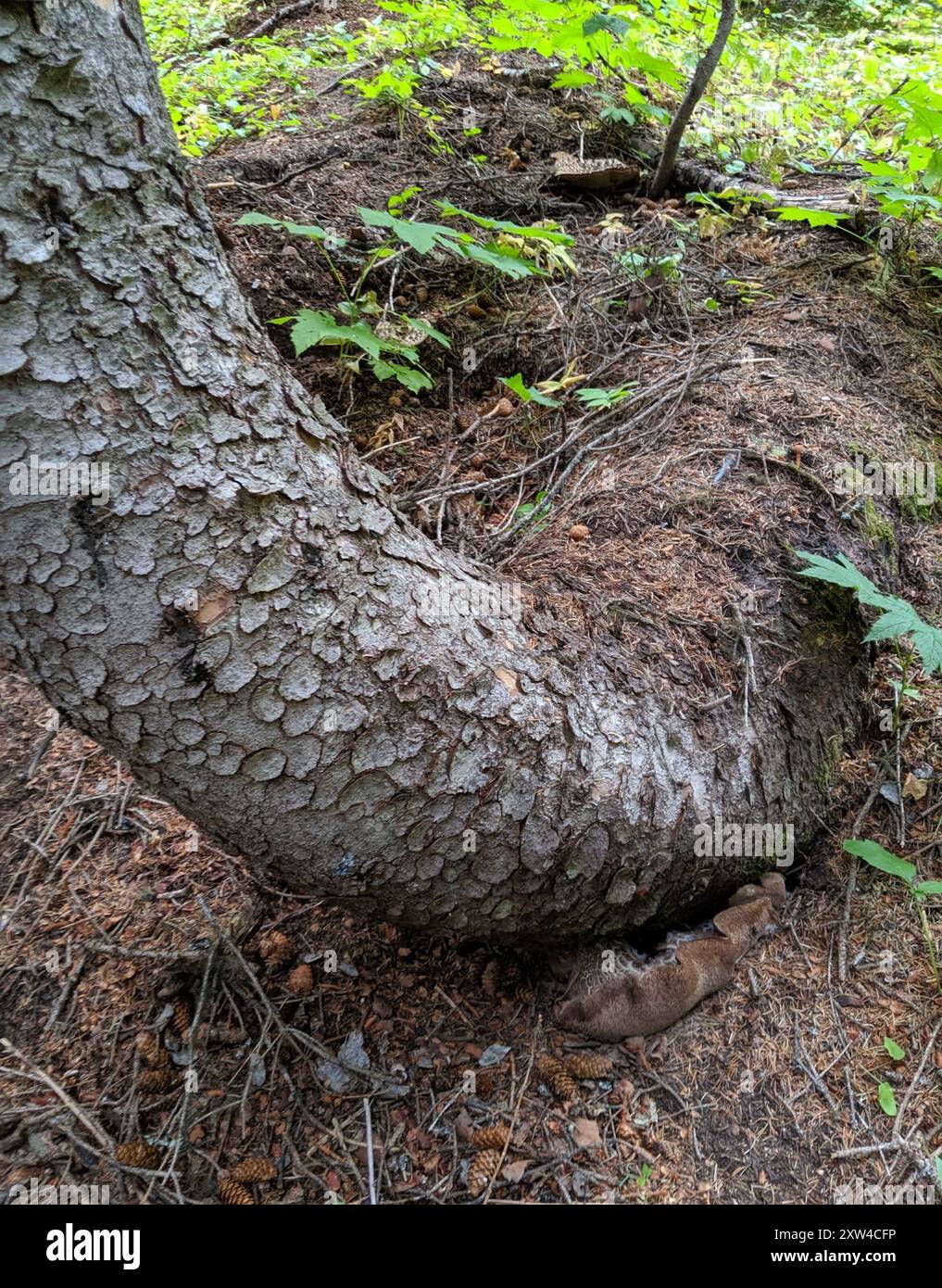 shingled hedgehog (Sarcodon imbricatus) Fungi Stock Photo - Alamy