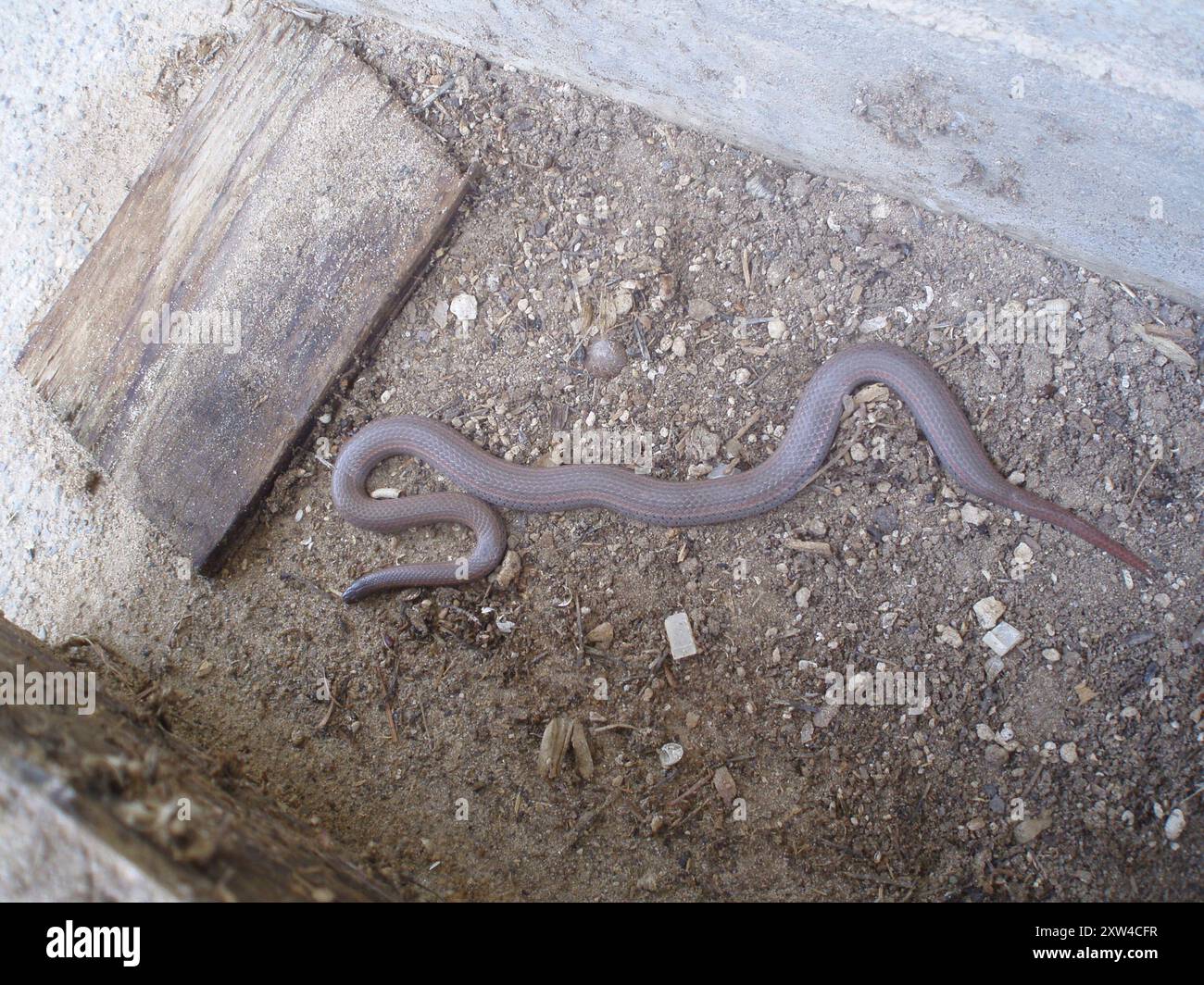 Sharp-tailed Snake (Contia tenuis) Reptilia Stock Photo - Alamy