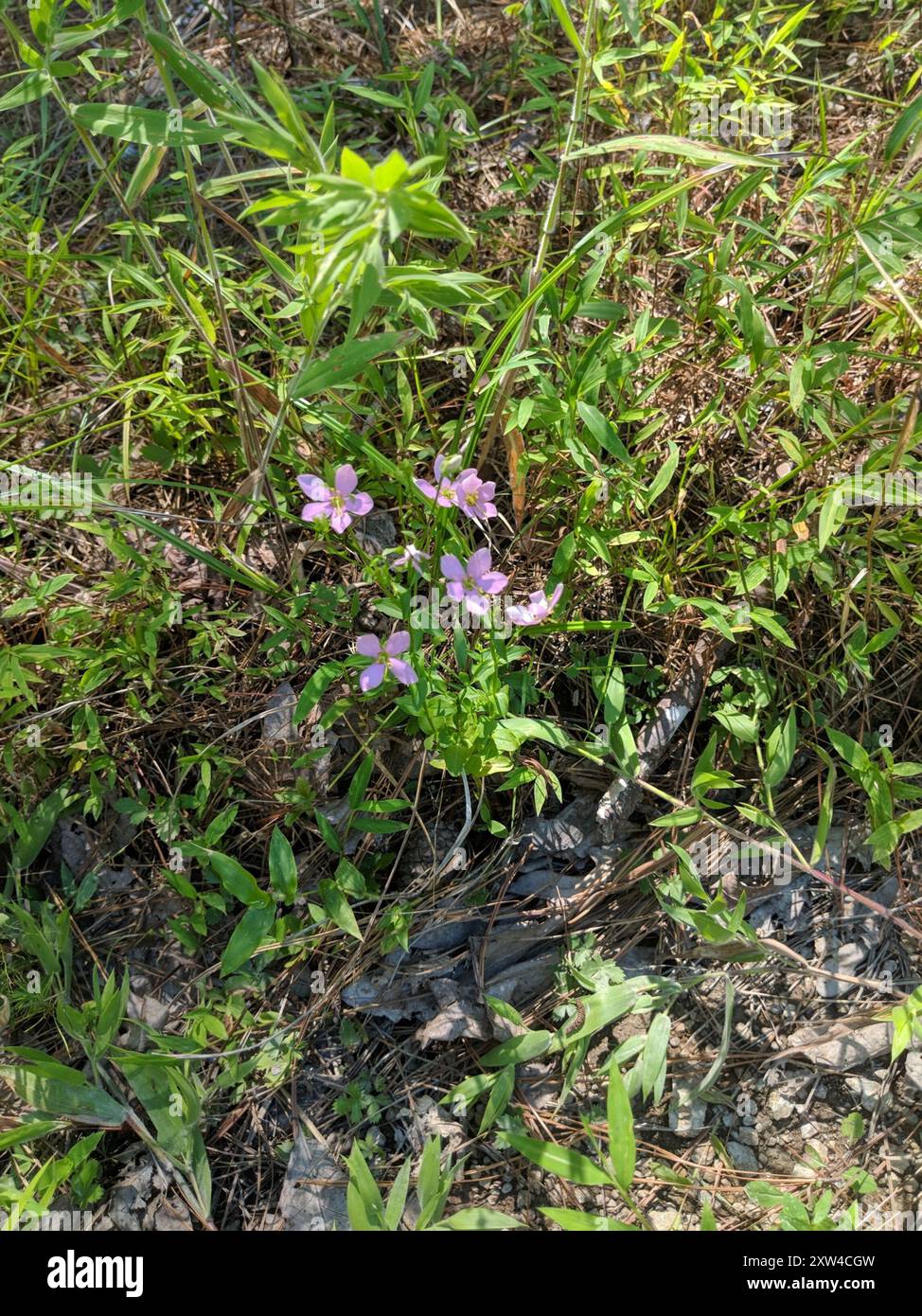 Rosepink (Sabatia angularis) Plantae Stock Photo - Alamy