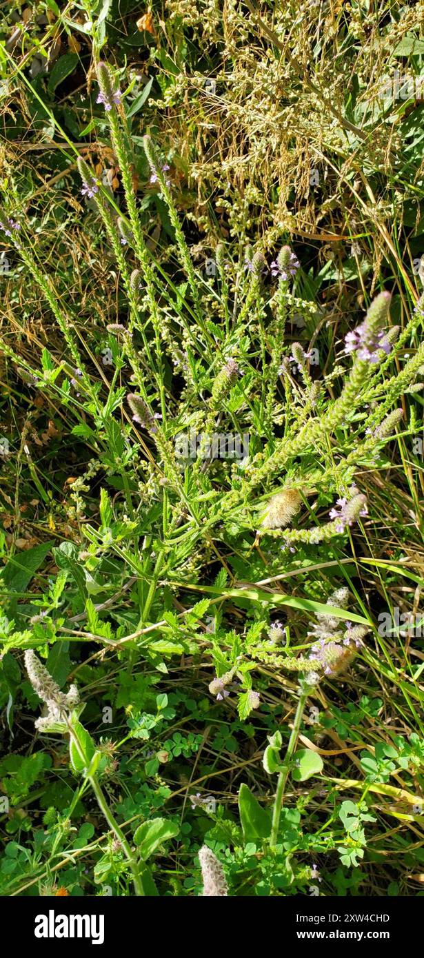 western vervain (Verbena lasiostachys) Plantae Stock Photo - Alamy