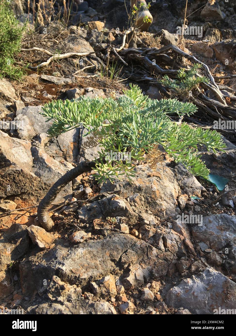 moon carrot (Seseli gummiferum) Plantae Stock Photo - Alamy