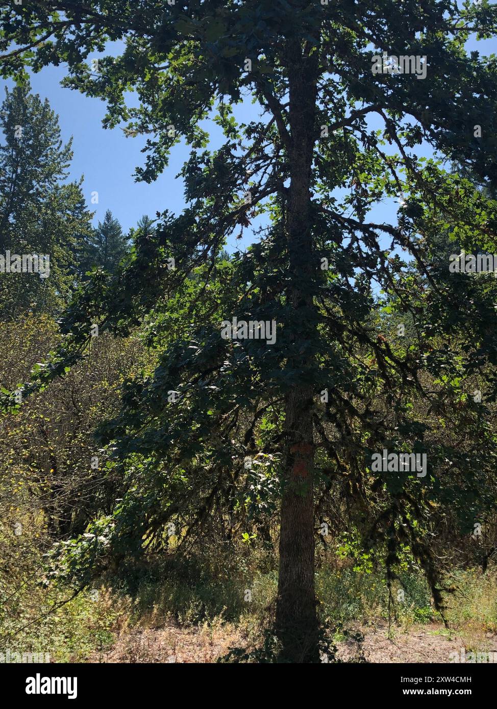 Oregon oak (Quercus garryana) Plantae Stock Photo - Alamy