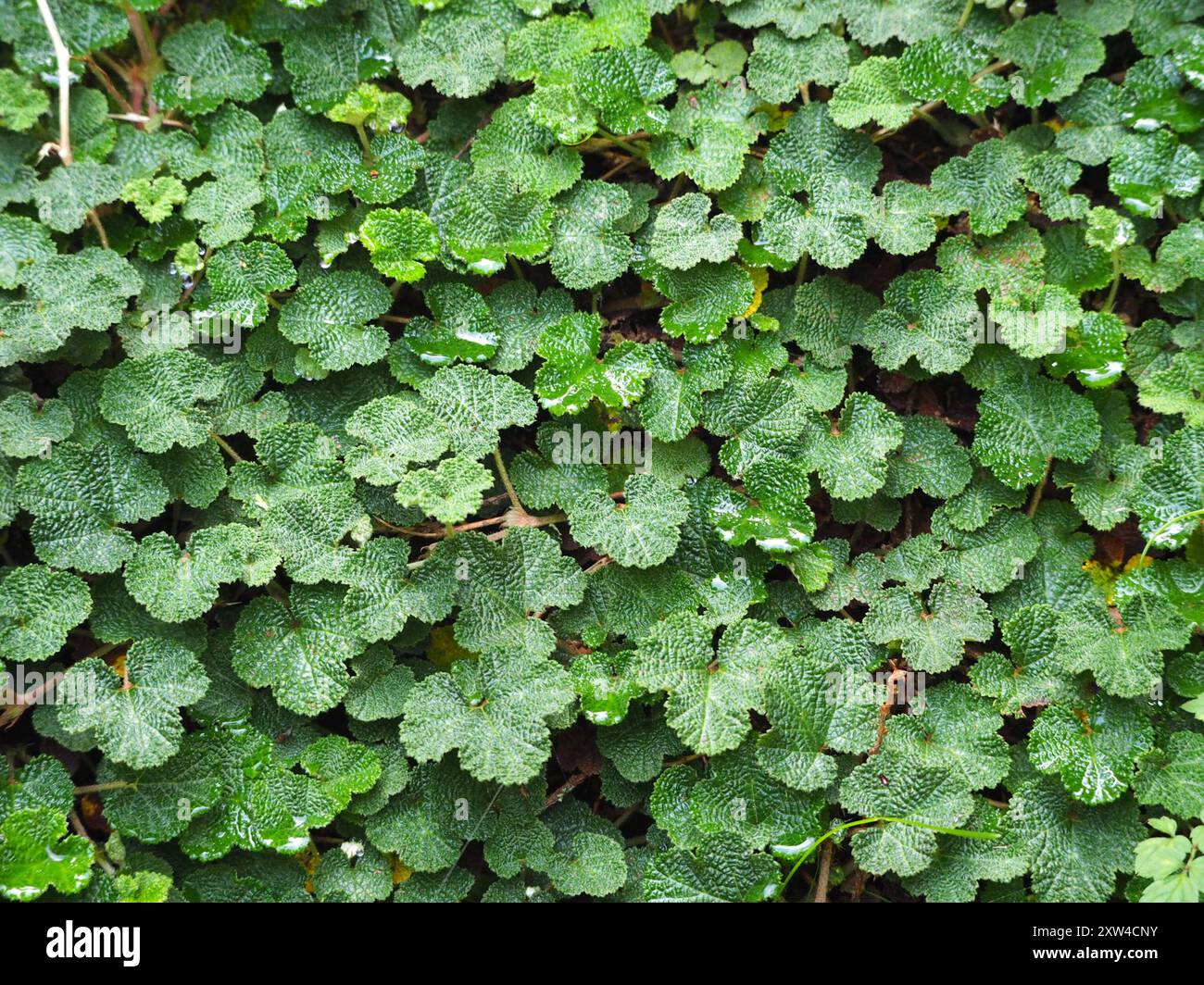 creeping Taiwan bramble (Rubus rolfei) Plantae Stock Photo - Alamy