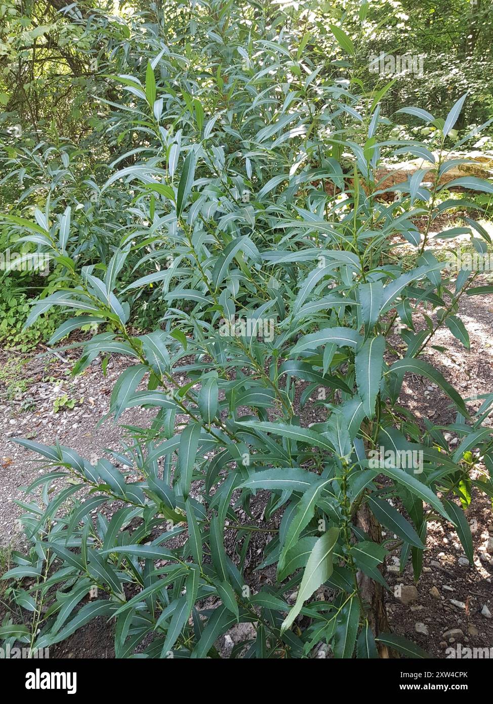 hybrid crack willow (Salix × fragilis) Plantae Stock Photo - Alamy
