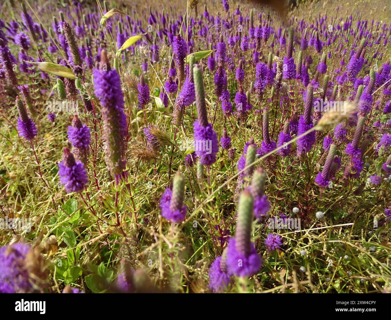 jambhli manjiri (Pogostemon deccanensis) Plantae Stock Photo - Alamy