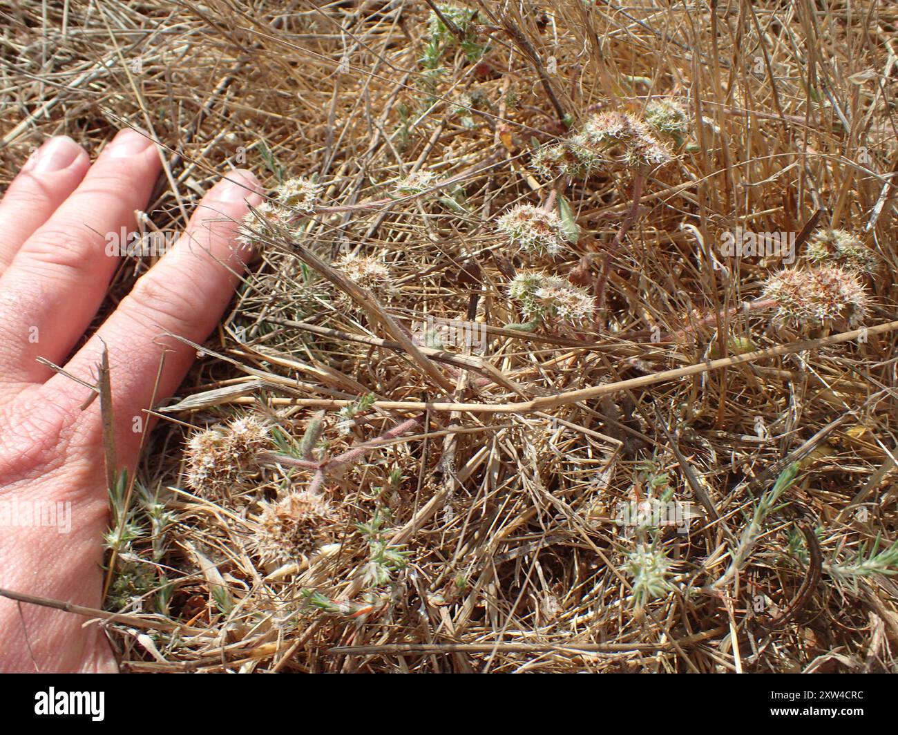 woolly-headed spineflower (Chorizanthe cuspidata villosa) Plantae Stock ...
