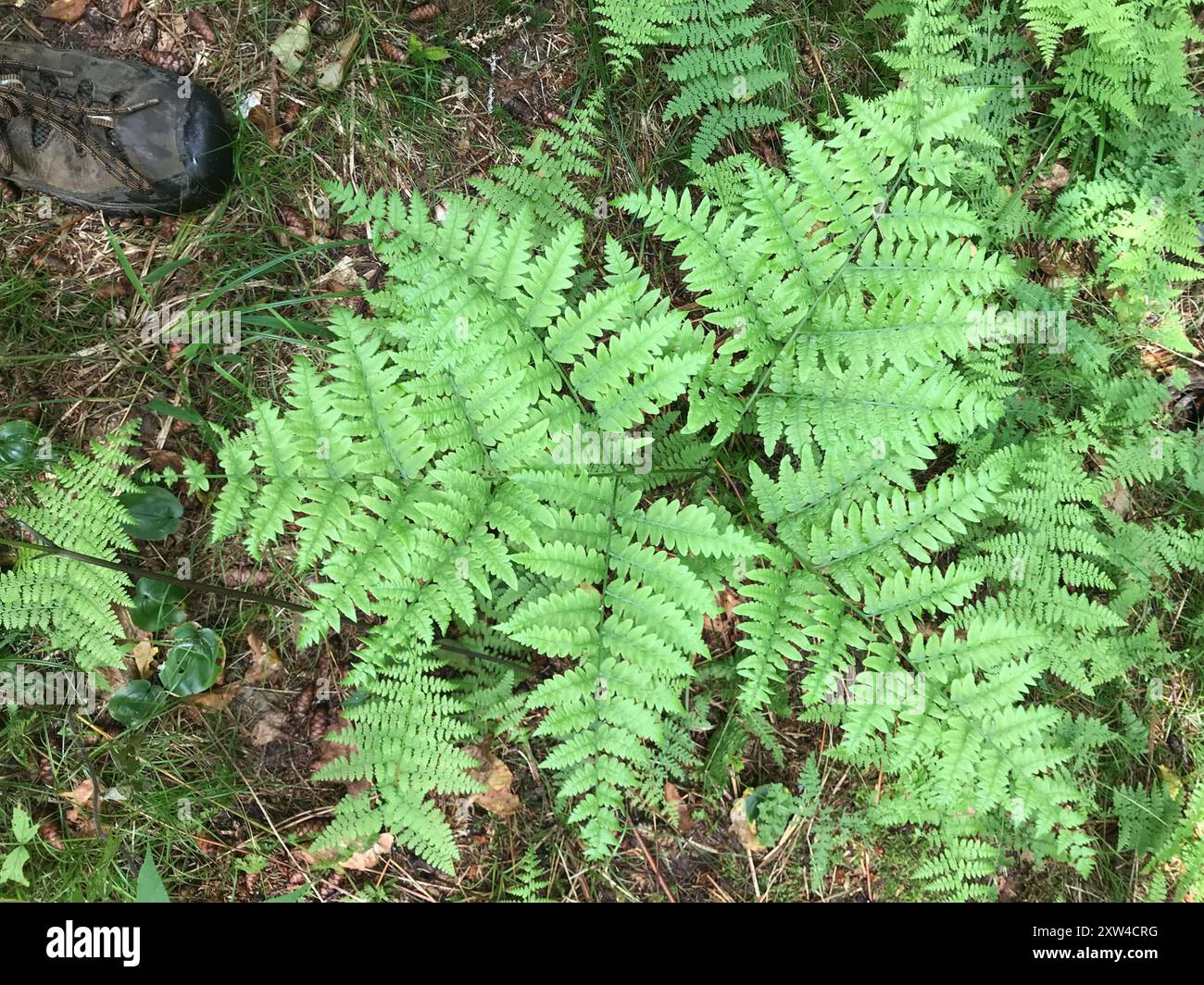 common bracken (Pteridium aquilinum) Plantae Stock Photo - Alamy