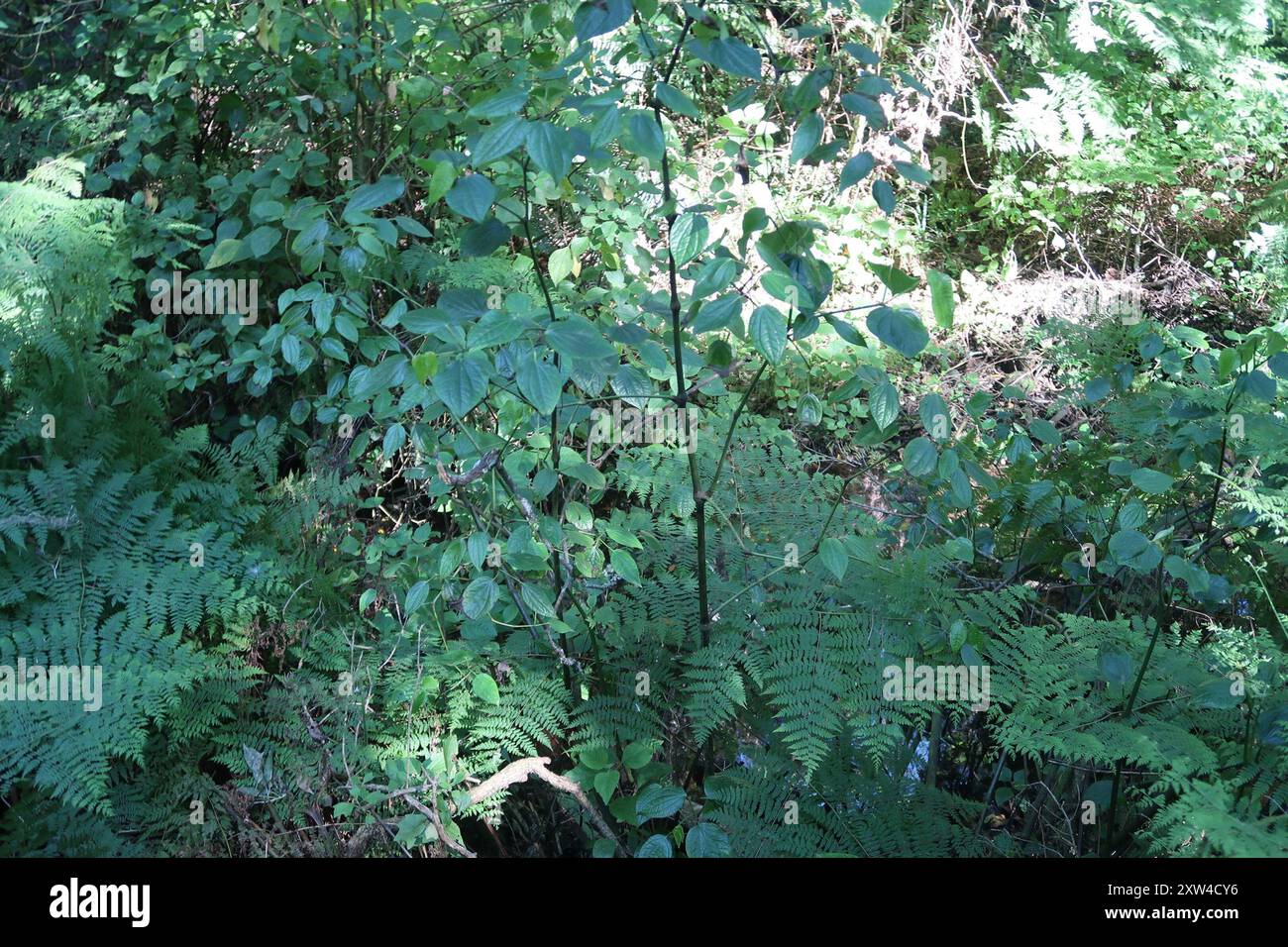 long pepper (Piper capense) Plantae Stock Photo - Alamy