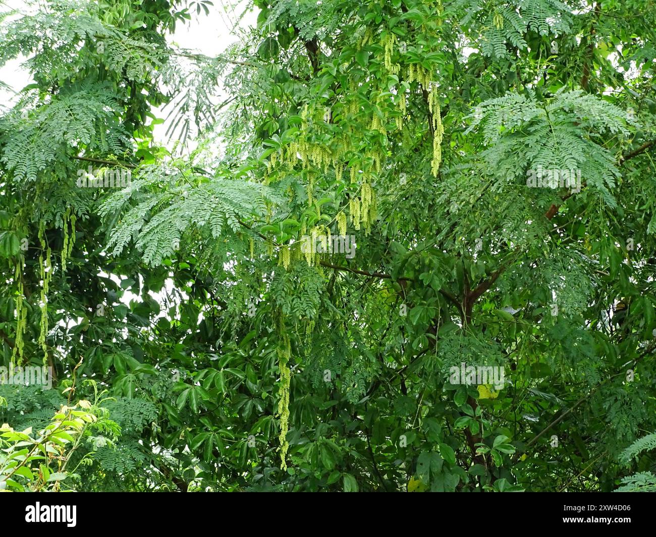 Fiveleaf Yam (Dioscorea pentaphylla) Plantae Stock Photo - Alamy