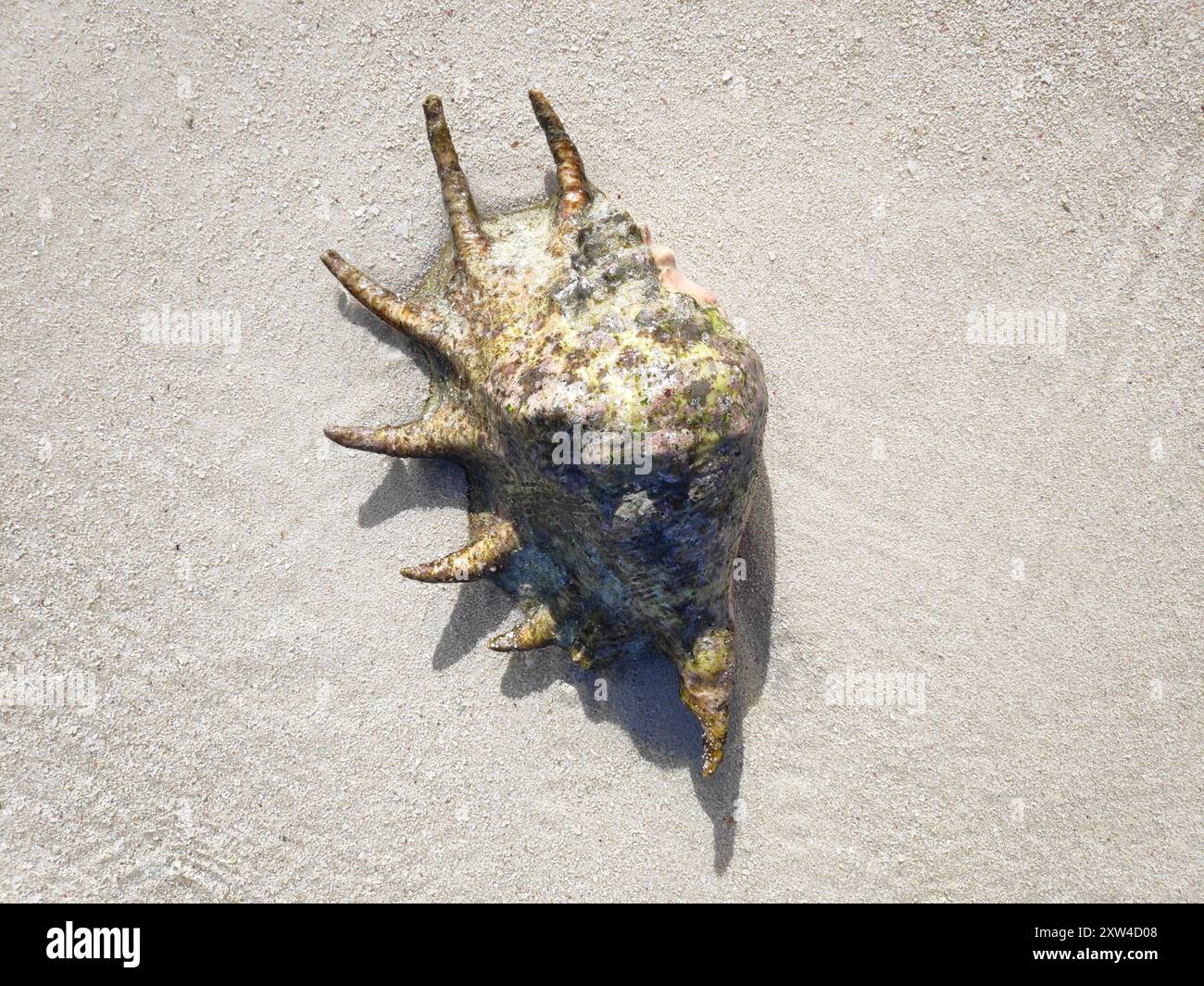Giant Spider Conch (Lambis truncata) Mollusca Stock Photo - Alamy