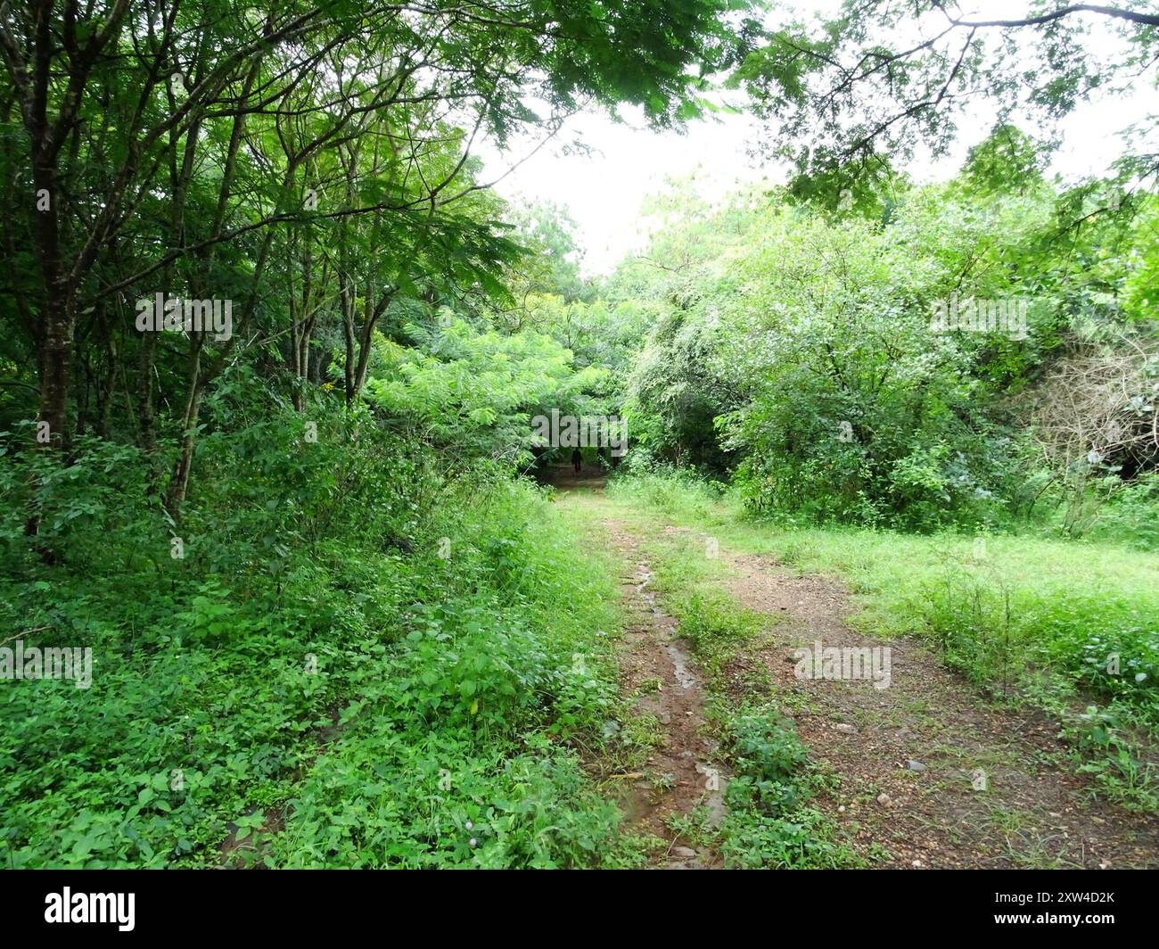 Fiveleaf Yam (Dioscorea pentaphylla) Plantae Stock Photo - Alamy