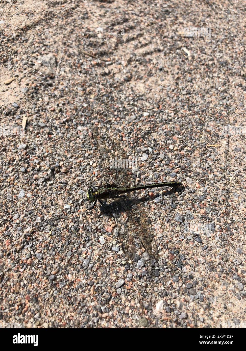 Black-shouldered Spinyleg (Dromogomphus spinosus) Insecta Stock Photo ...