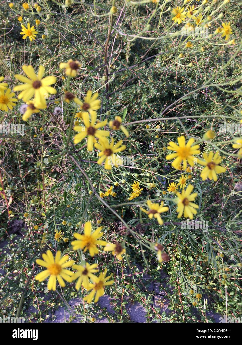 Hoary Ragwort (Jacobaea erucifolia) Plantae Stock Photo - Alamy