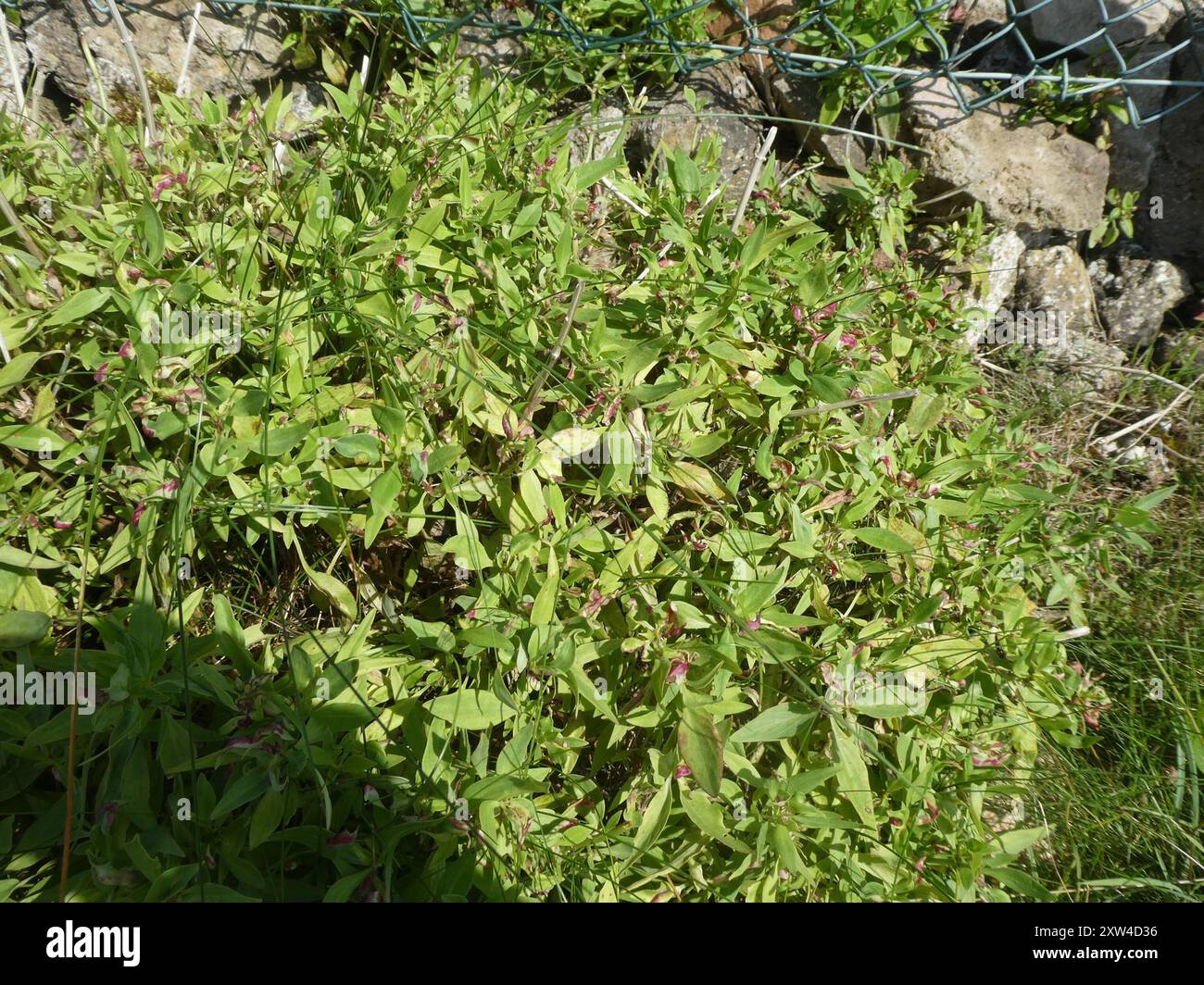 valerian psyllid (Trioza centranthi) Insecta Stock Photo - Alamy