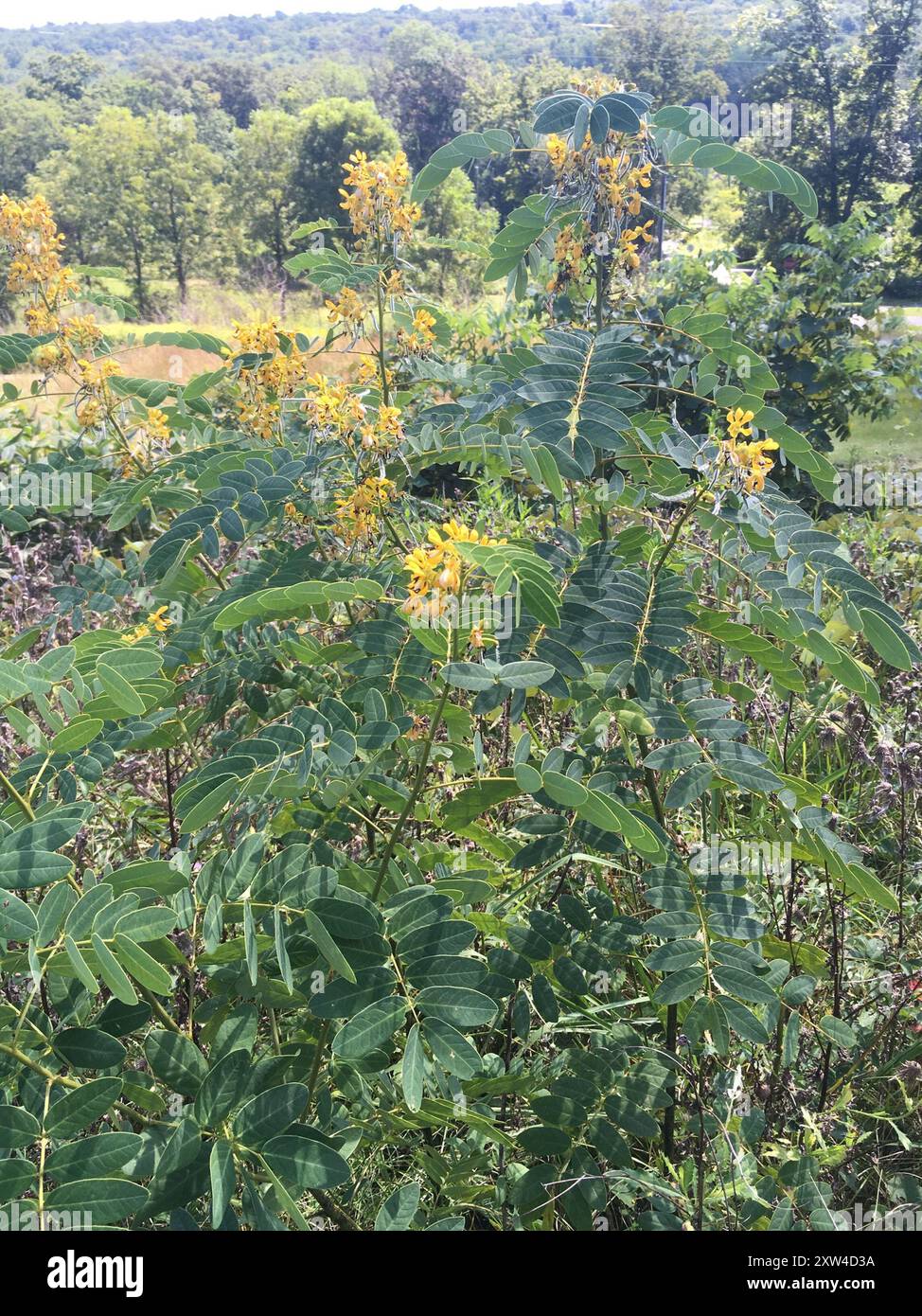 American senna (Senna hebecarpa) Plantae Stock Photo - Alamy