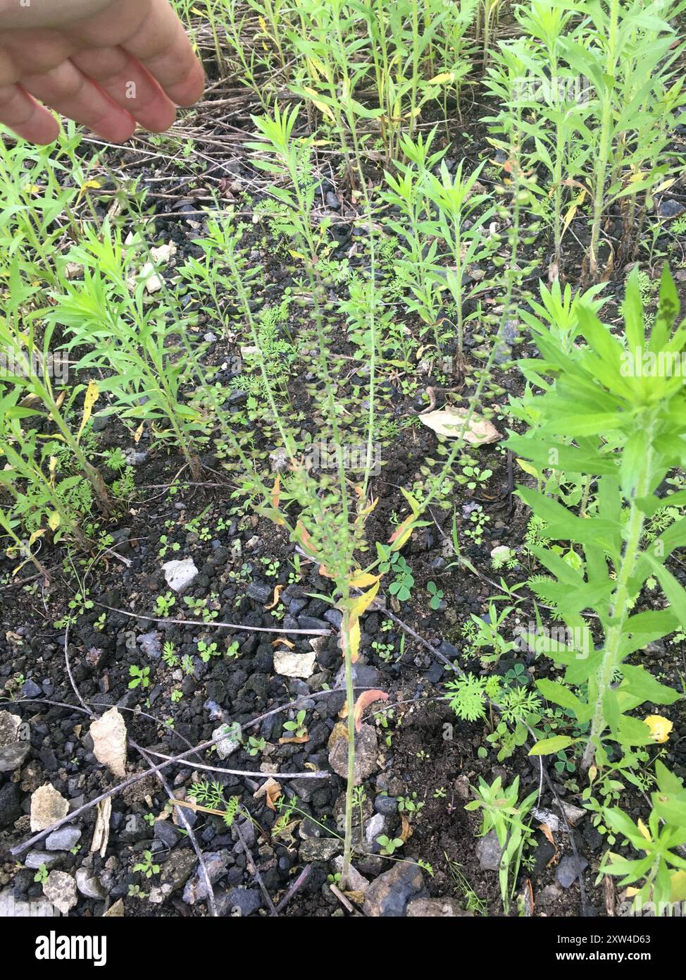 field peppergrass (Lepidium campestre) Plantae Stock Photo - Alamy