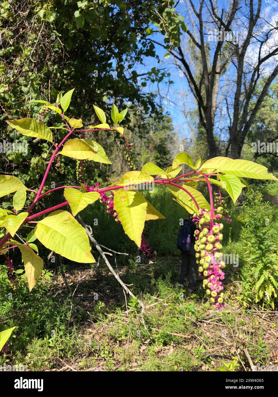 American pokeweed (Phytolacca americana) Plantae Stock Photo - Alamy