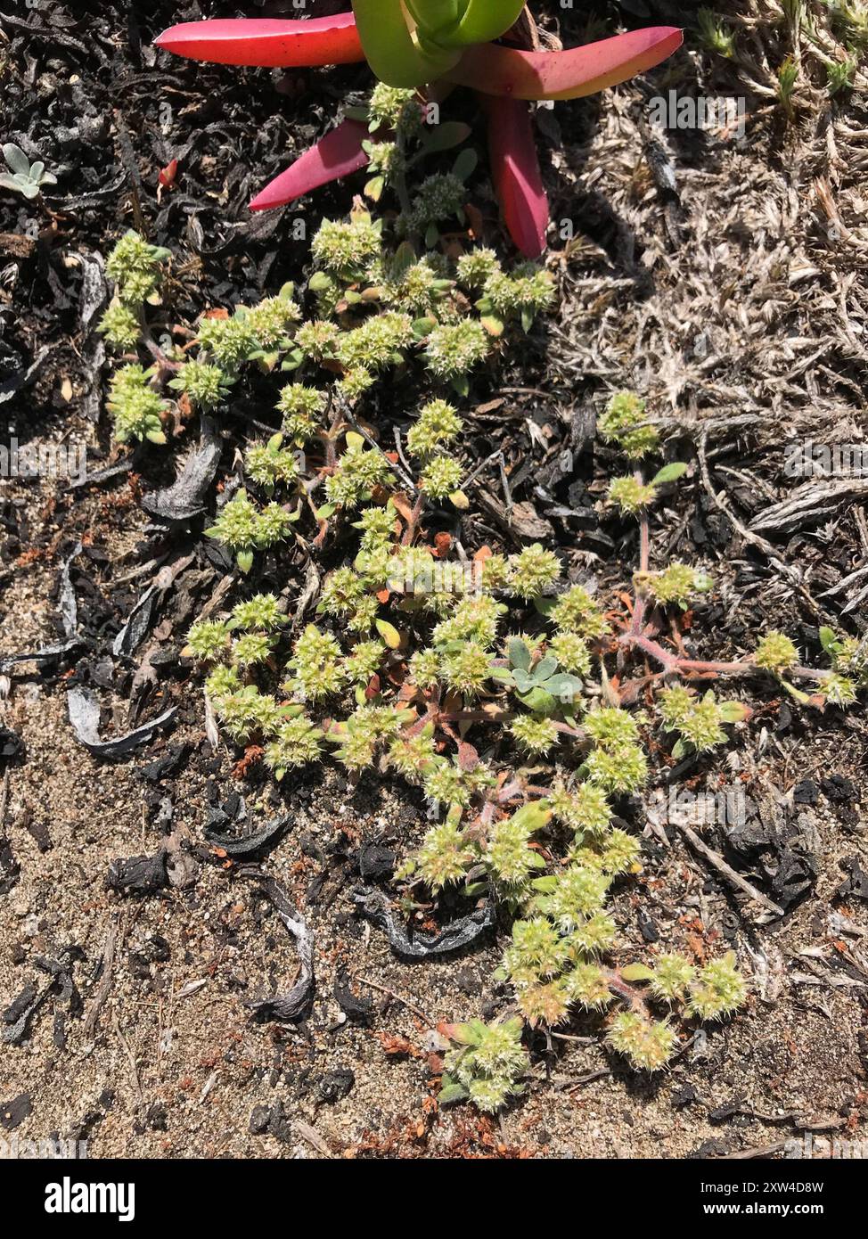 woolly-headed spineflower (Chorizanthe cuspidata villosa) Plantae Stock ...