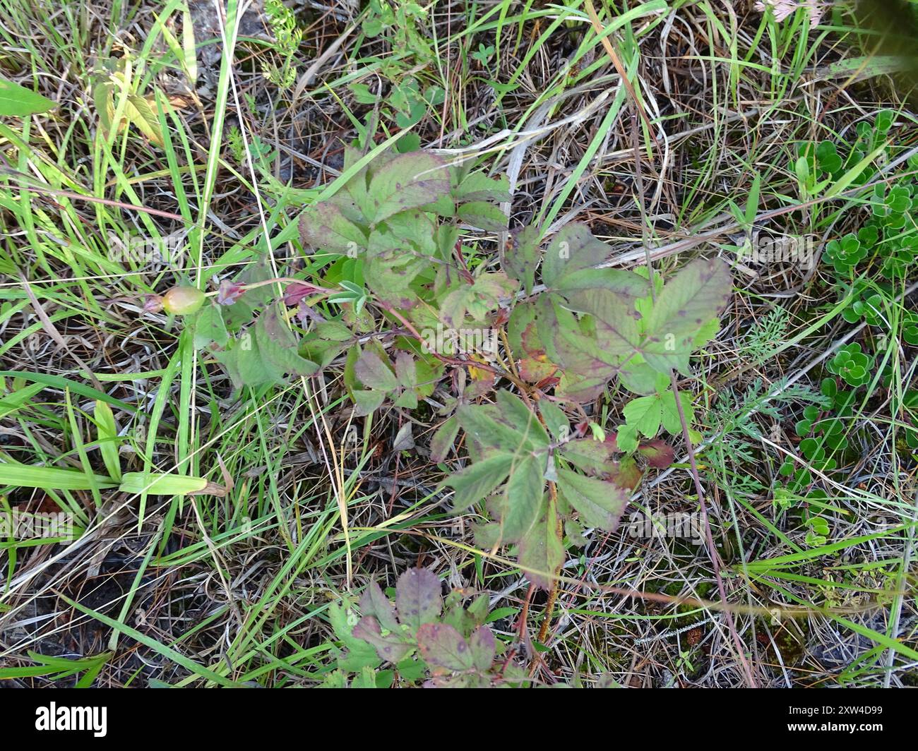 smooth rose (Rosa blanda) Plantae Stock Photo - Alamy