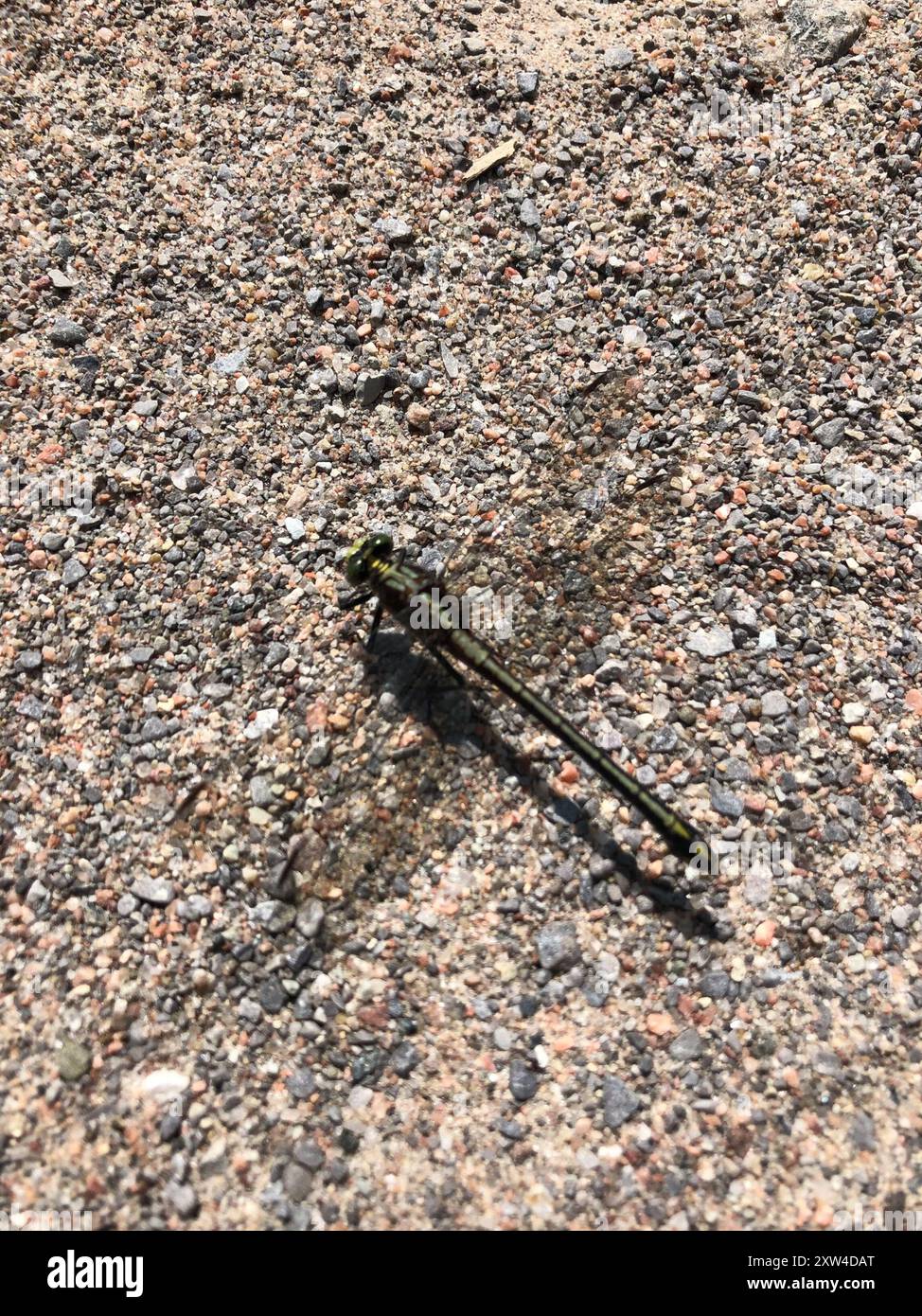 Black-shouldered Spinyleg (Dromogomphus spinosus) Insecta Stock Photo ...