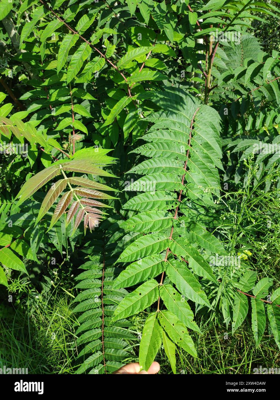 tree-of-heaven (Ailanthus altissima) Plantae Stock Photo - Alamy