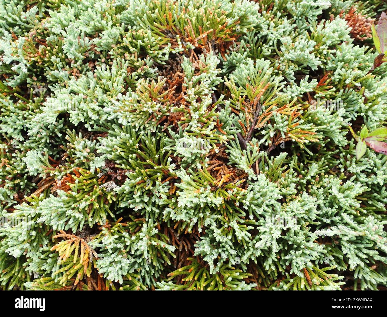 creeping juniper (Juniperus horizontalis) Plantae Stock Photo - Alamy