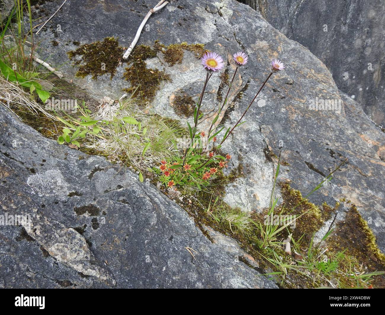 Alpine Fleabane (Erigeron borealis) Plantae Stock Photo - Alamy