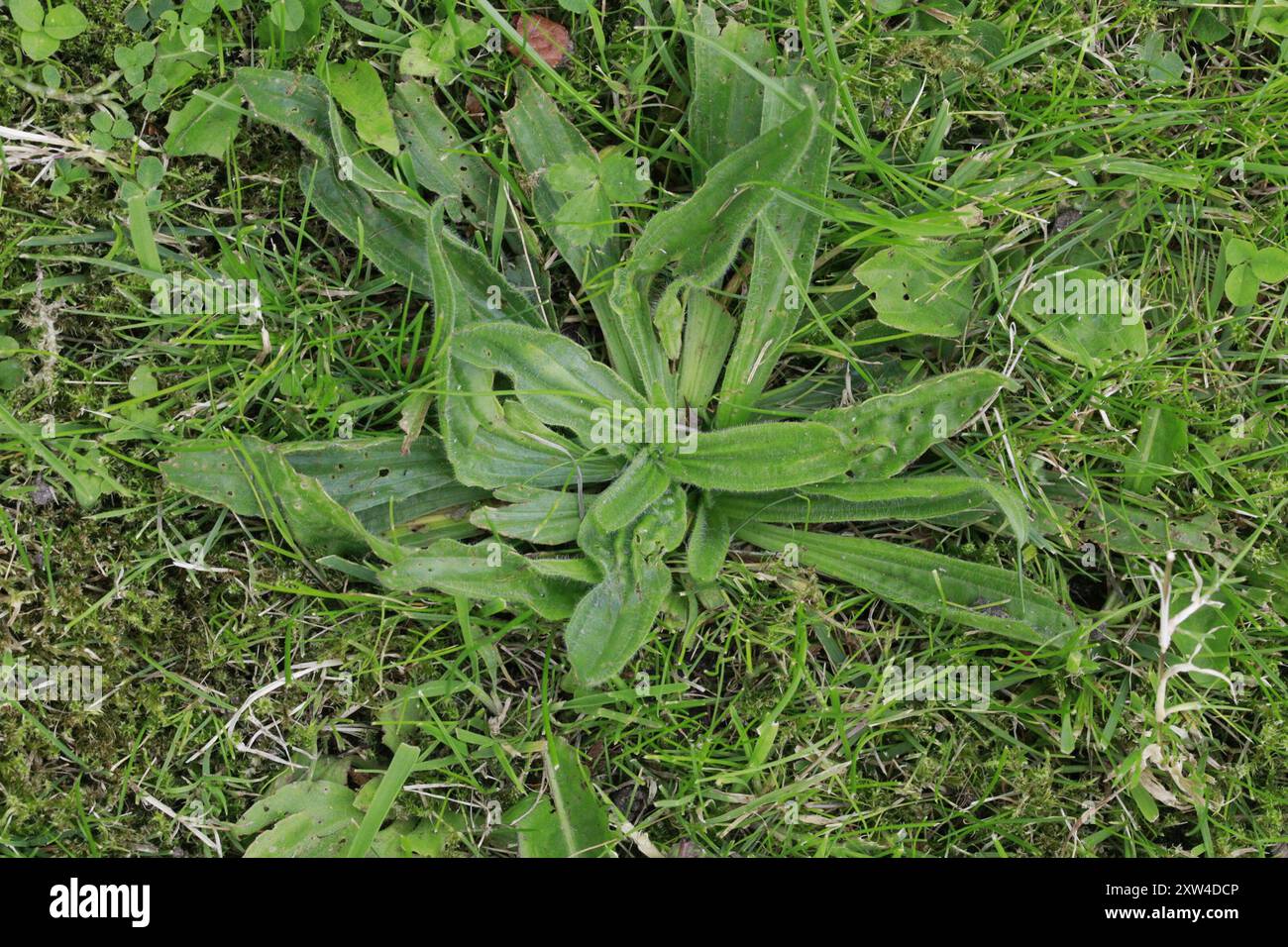ribwort plantain (Plantago lanceolata) Plantae Stock Photo - Alamy