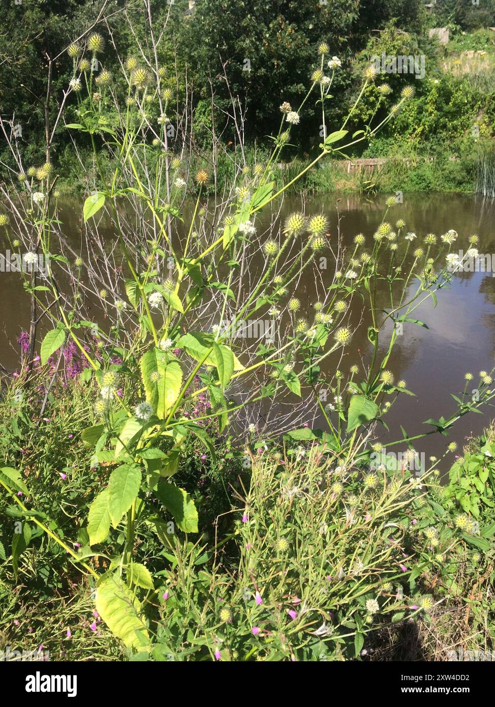 small teasel (Dipsacus pilosus) Plantae Stock Photo - Alamy