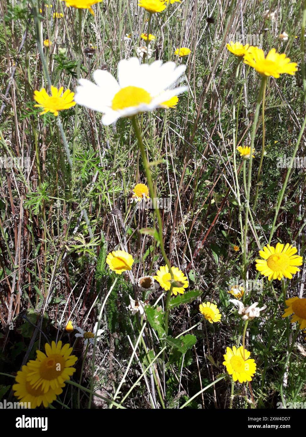 oxeye daisy (Leucanthemum vulgare) Plantae Stock Photo - Alamy