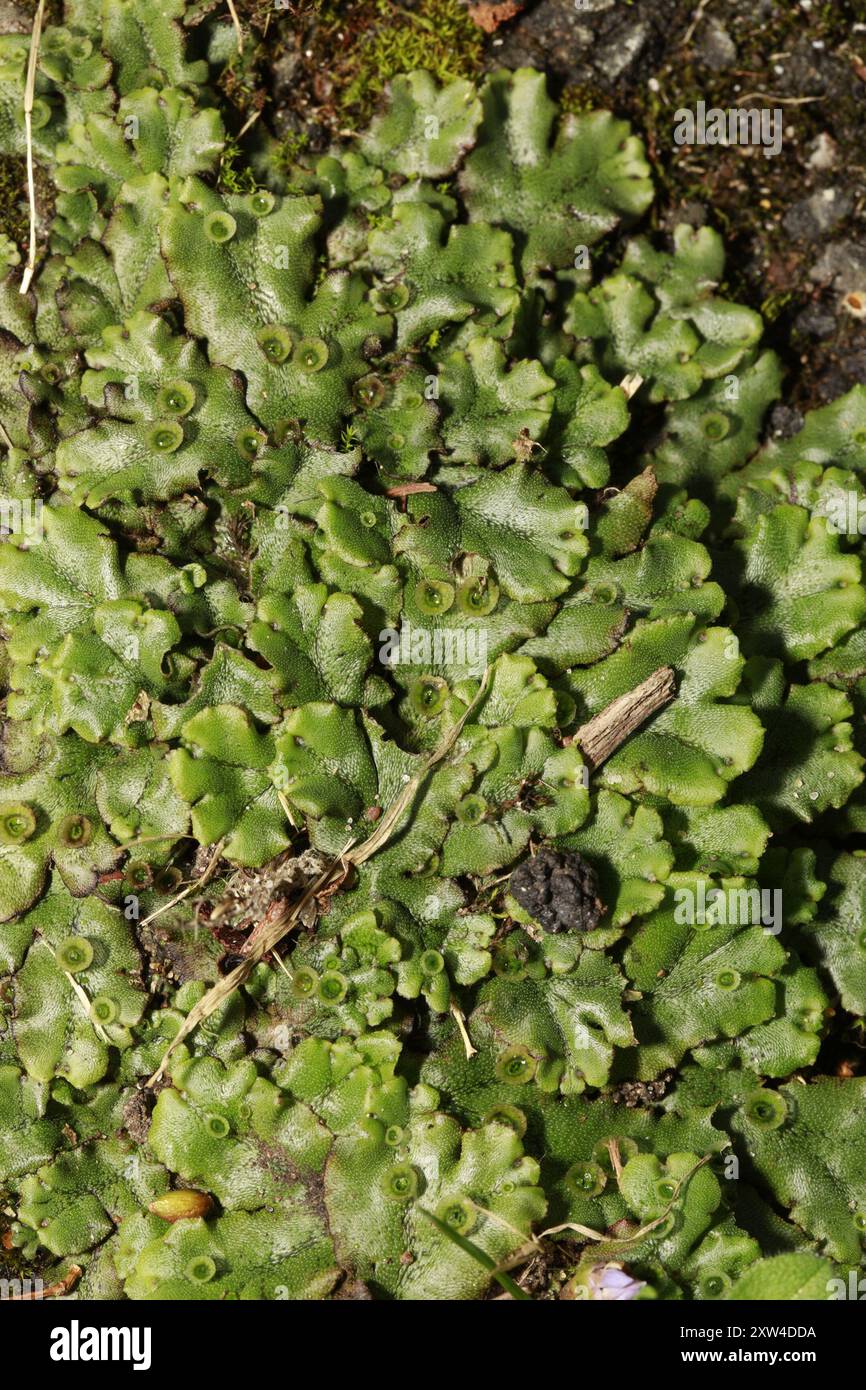 (Marchantia polymorpha ruderalis) Plantae Stock Photo - Alamy