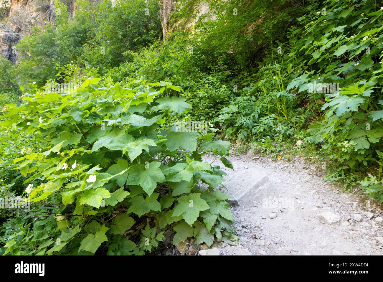The Lower Palisades Lake Trail winding through thimbleberry bushes ...