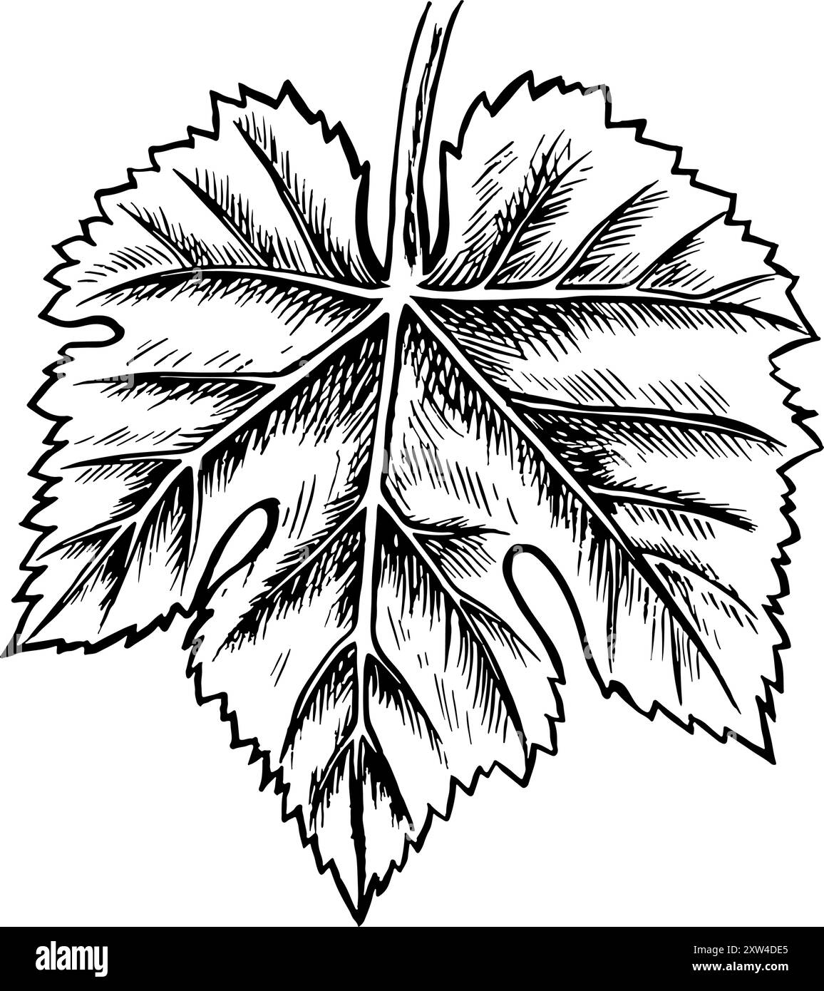 Grape leaf. Vector graphics, black and white hand-drawn illustration ...