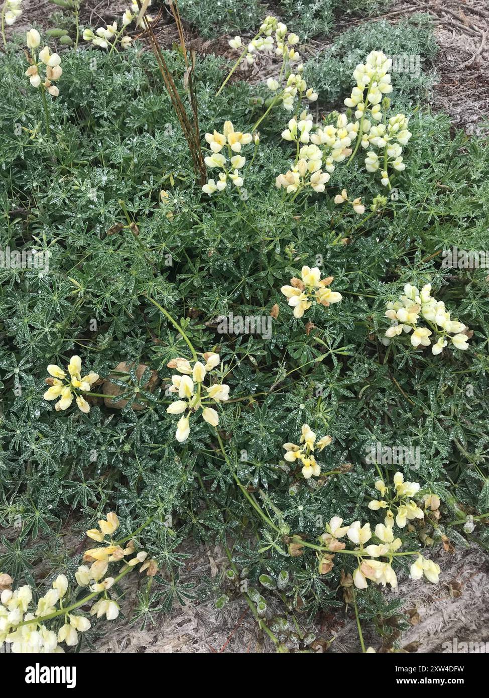 coastal bush lupine (Lupinus arboreus) Plantae Stock Photo - Alamy