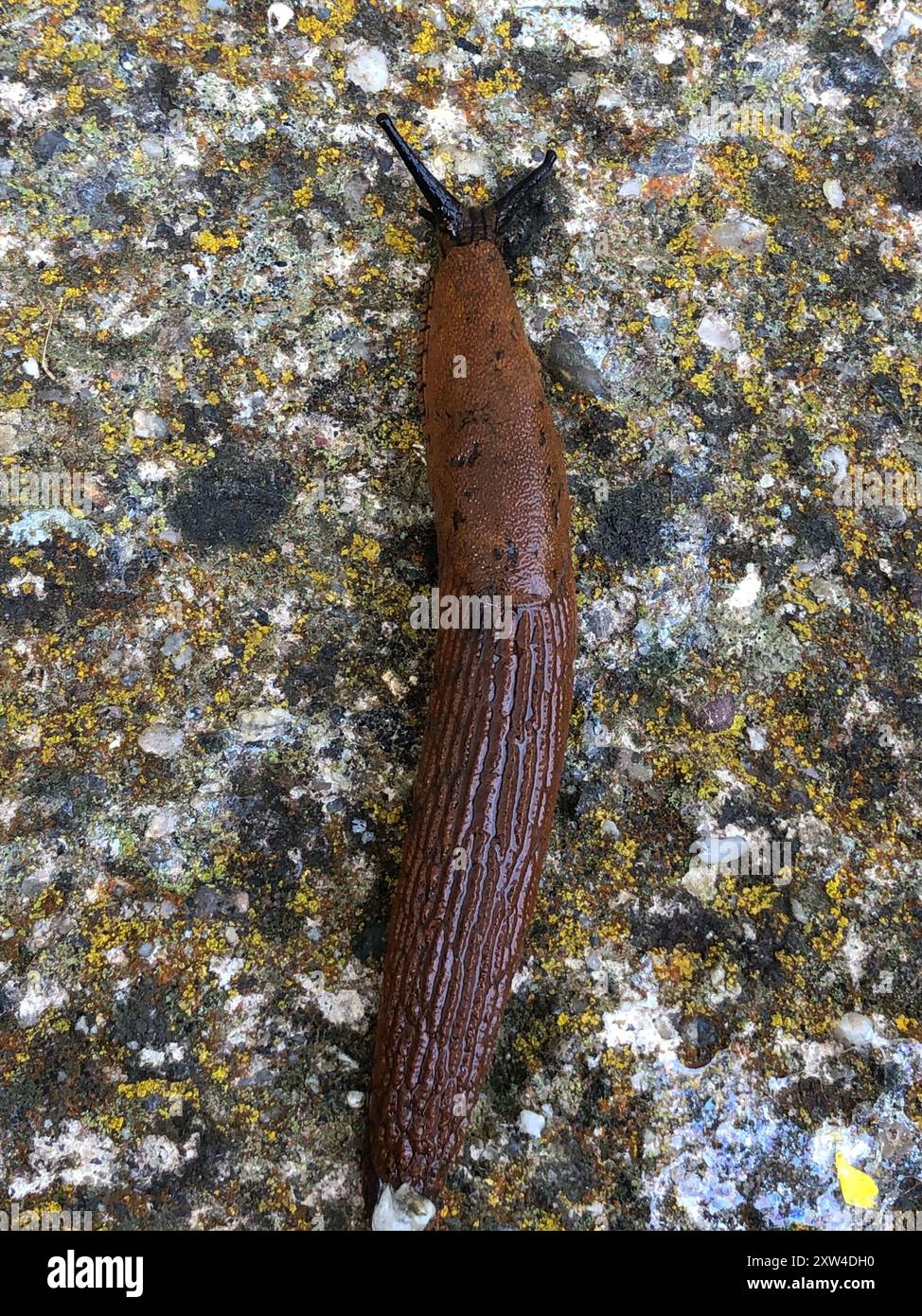 Arion Slugs (Arion) Mollusca Stock Photo - Alamy