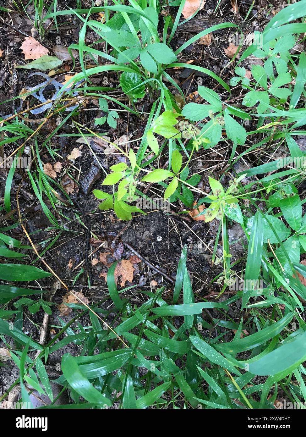 Black Snakeroot (Sanicula canadensis) Plantae Stock Photo - Alamy