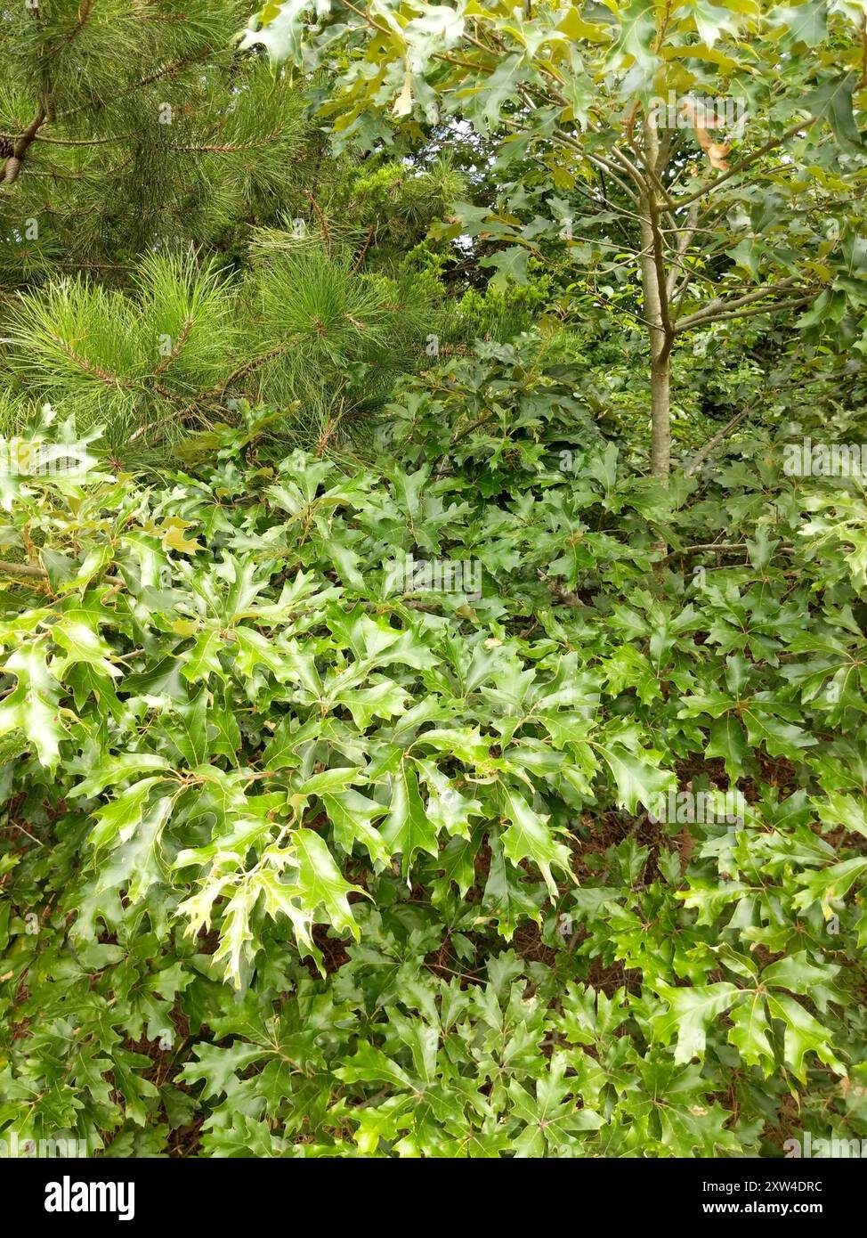 southern red oak (Quercus falcata) Plantae Stock Photo - Alamy