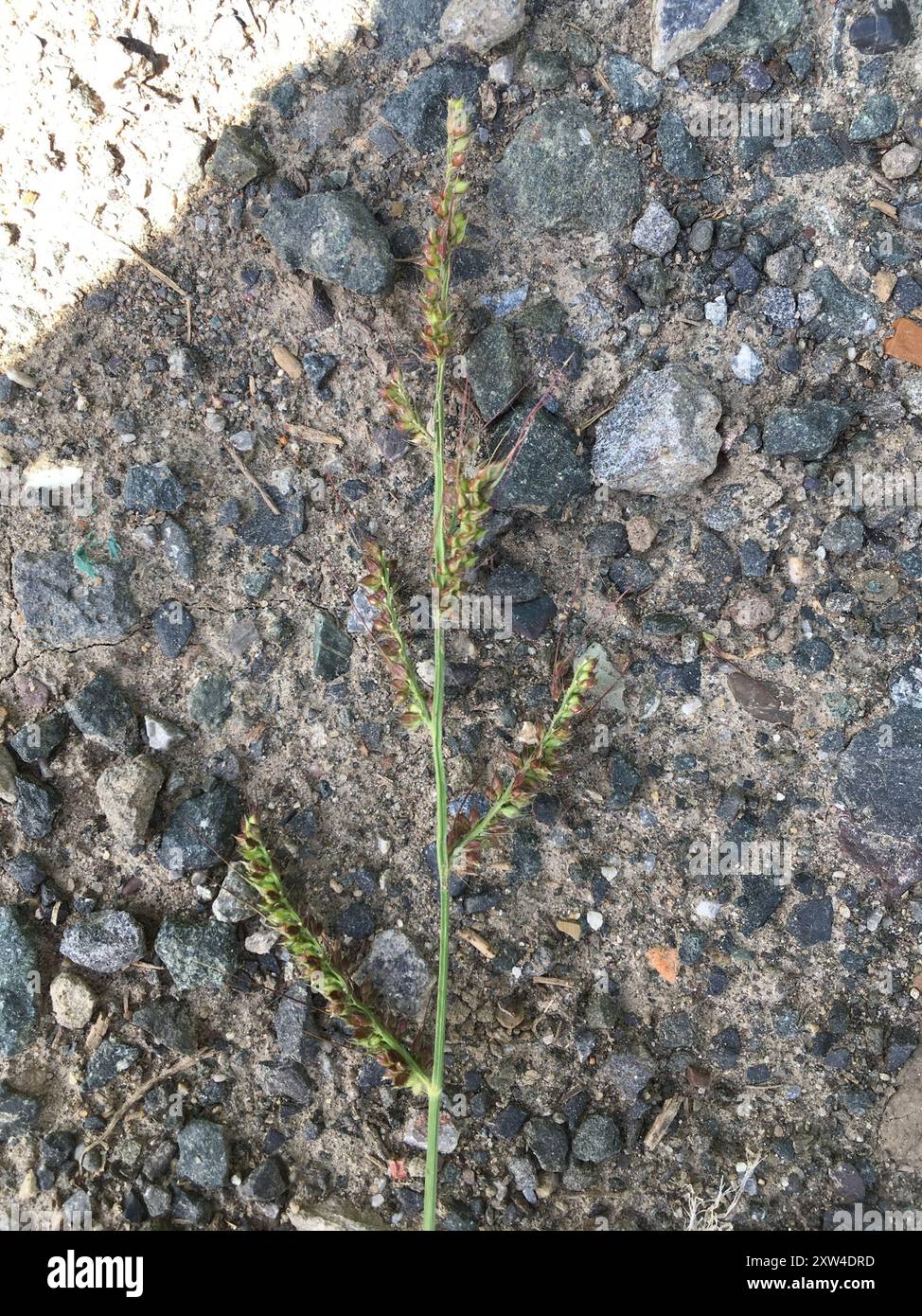 barnyardgrass (Echinochloa crus-galli) Plantae Stock Photo - Alamy