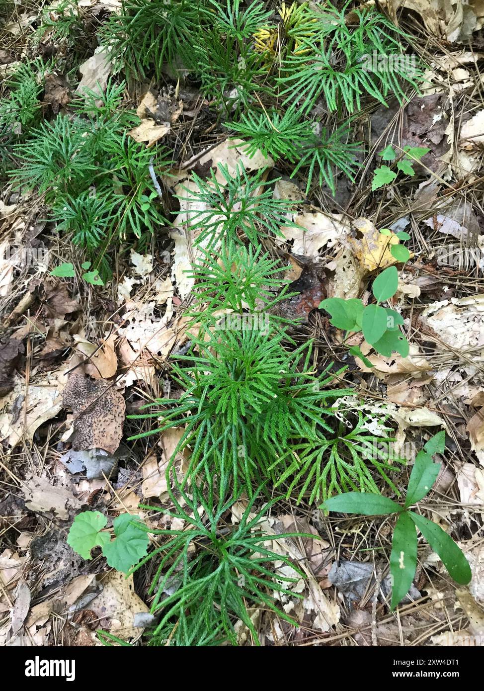 fan clubmoss (Diphasiastrum digitatum) Plantae Stock Photo - Alamy