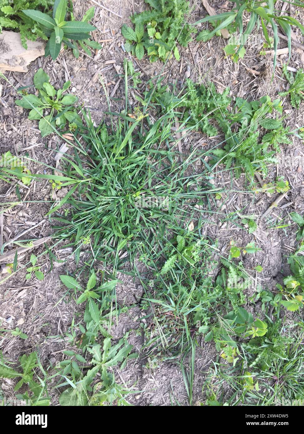 Hairy Crabgrass (Digitaria sanguinalis) Plantae Stock Photo - Alamy